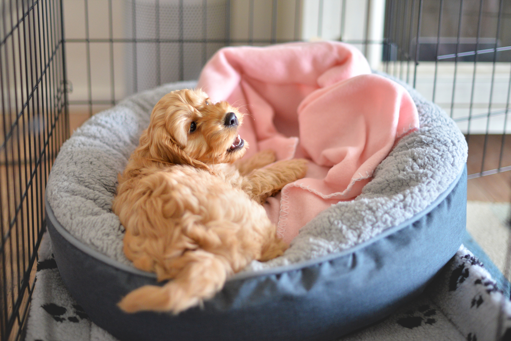 how-to-successfully-implement-dog-crate-training-shawsheen-animal